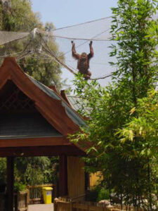 Great Apes | Jon Coe Design | Zoo Design | Zoological Garden Designer